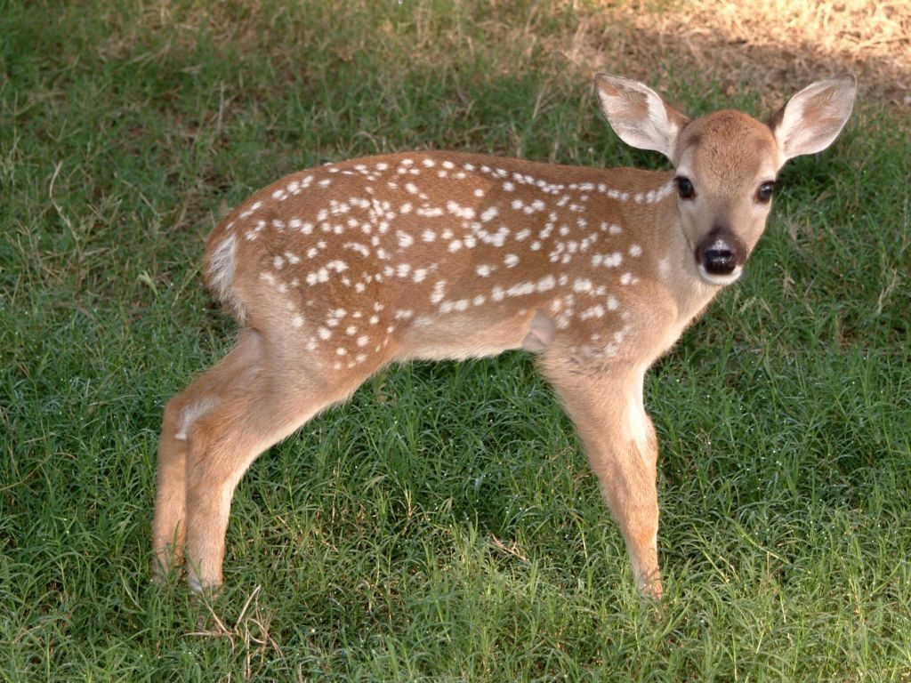 Piccolo cerbiatto viene tratto in salvo! [VIDEO] - CaniGattiandCo ...