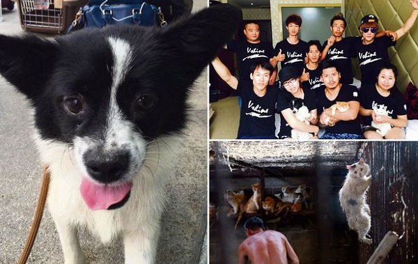 Festival della carne di cane: la storia di Ricky - CaniGattiandCo ...