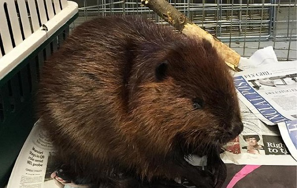 Castoro malato, una donna guida 9 ore per salvarlo - CaniGattiandCo ...